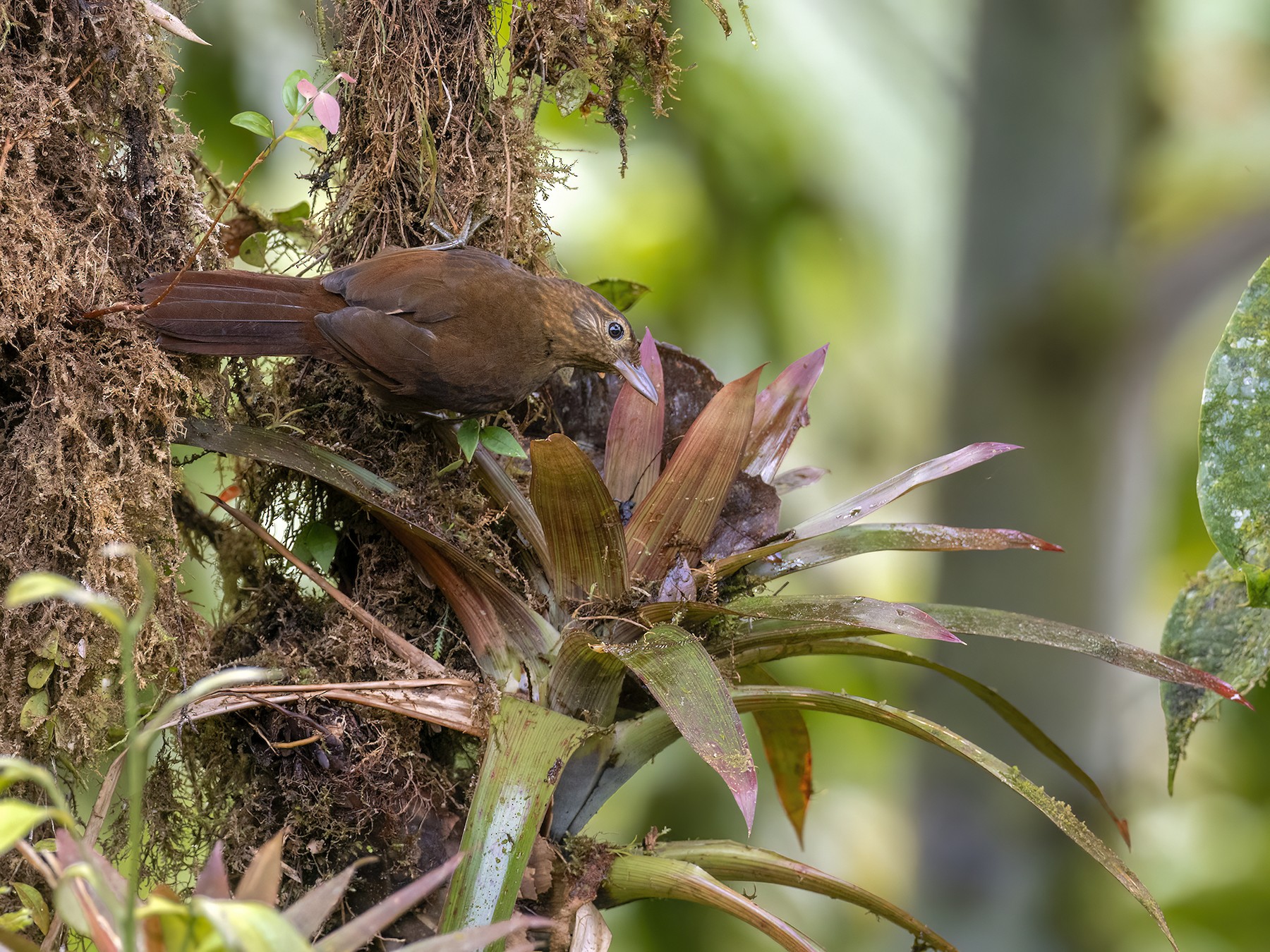 Uniform Treehunter - eBird