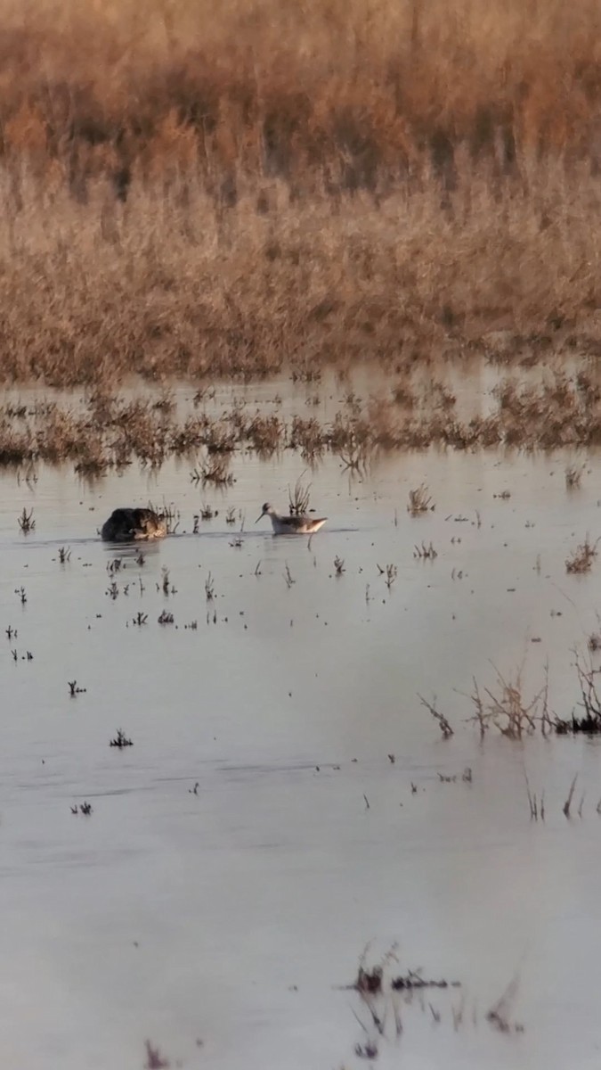 eBird Checklist - 28 Jan 2024 - Bitter Lake NWR - 45 species