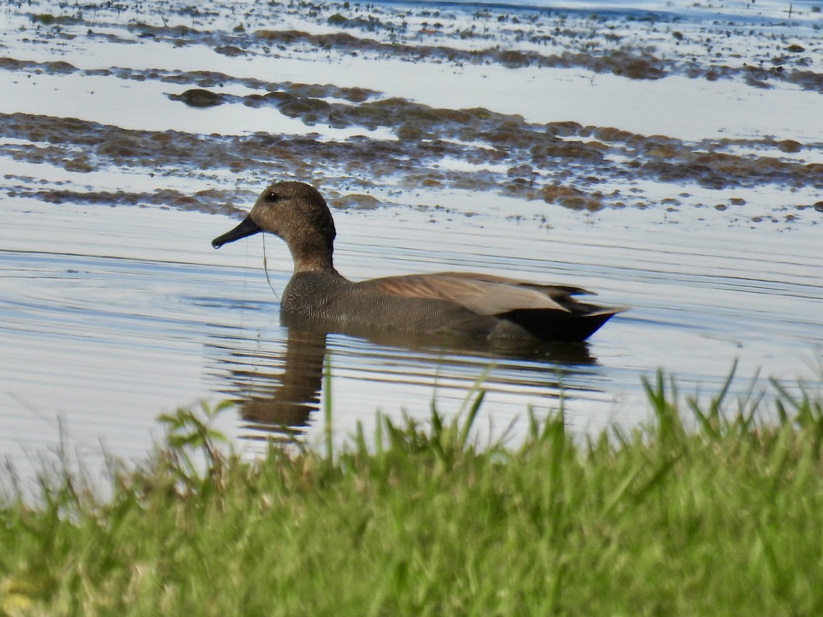 eBird Checklist - 30 Jan 2024 - North pond @ Lely - 7 species