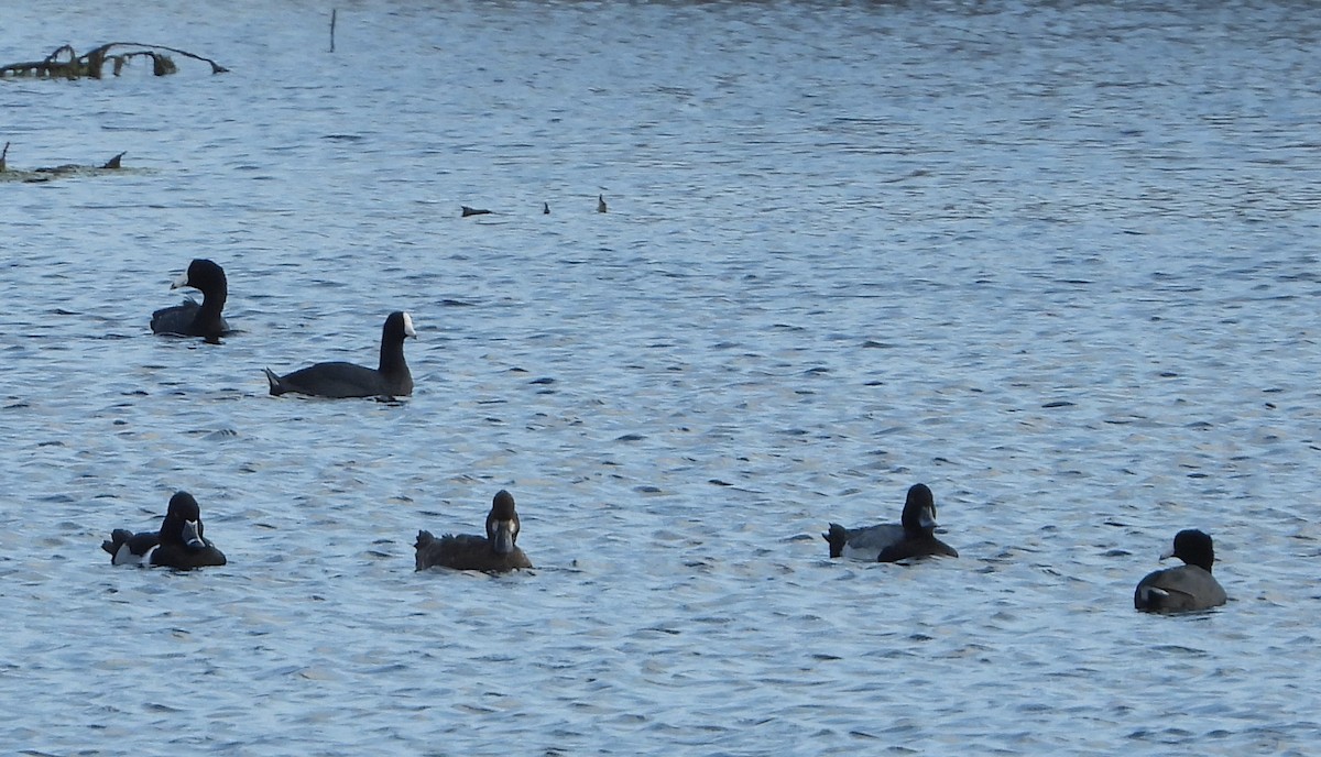 eBird Checklist - 30 Jan 2024 - Muizenberg Dam - 15 species