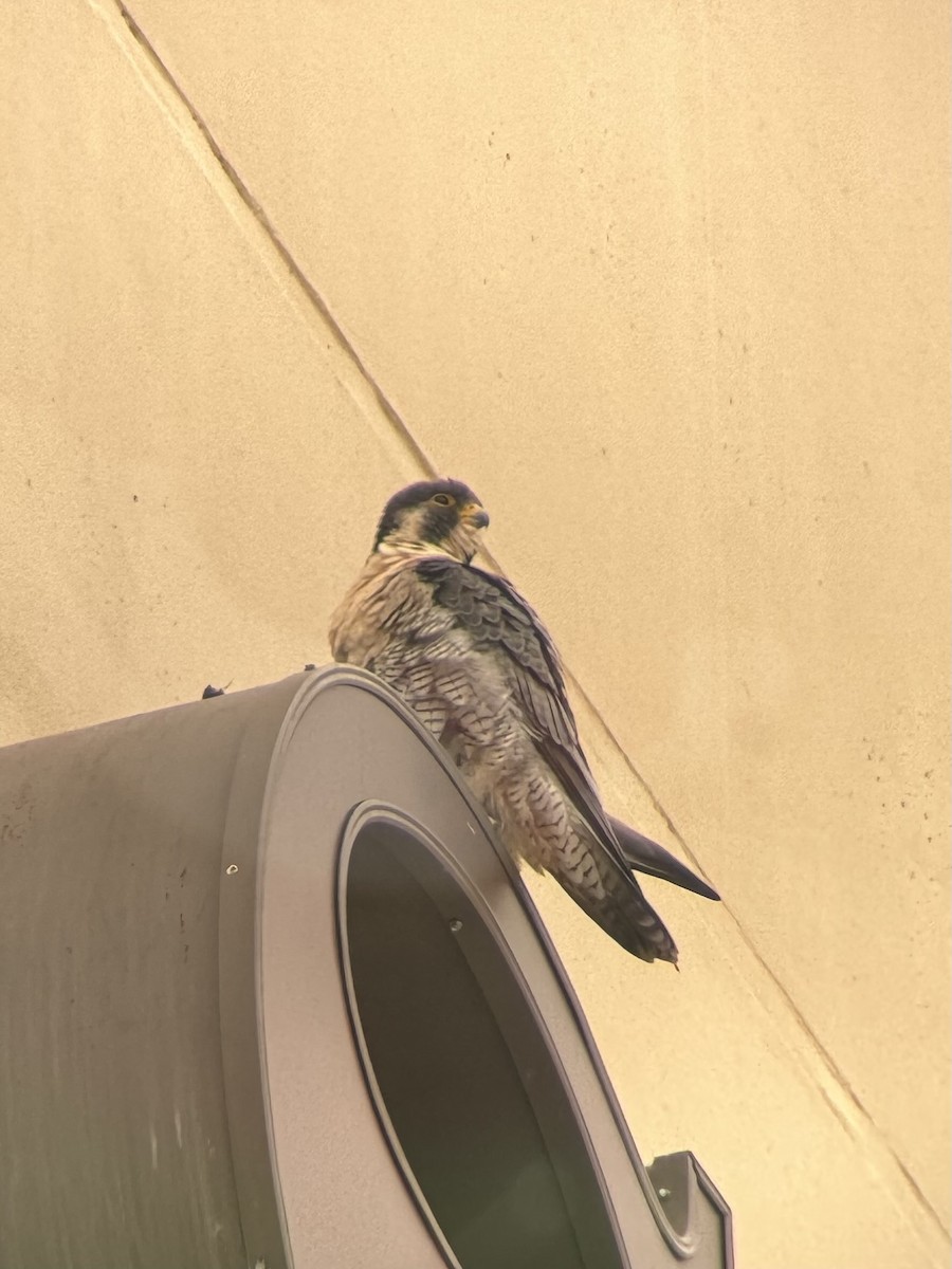 Pennsylvania Bird Atlas Checklist - 30 Jan 2024 - Sheraton Hotel, Langhorne - 1 species