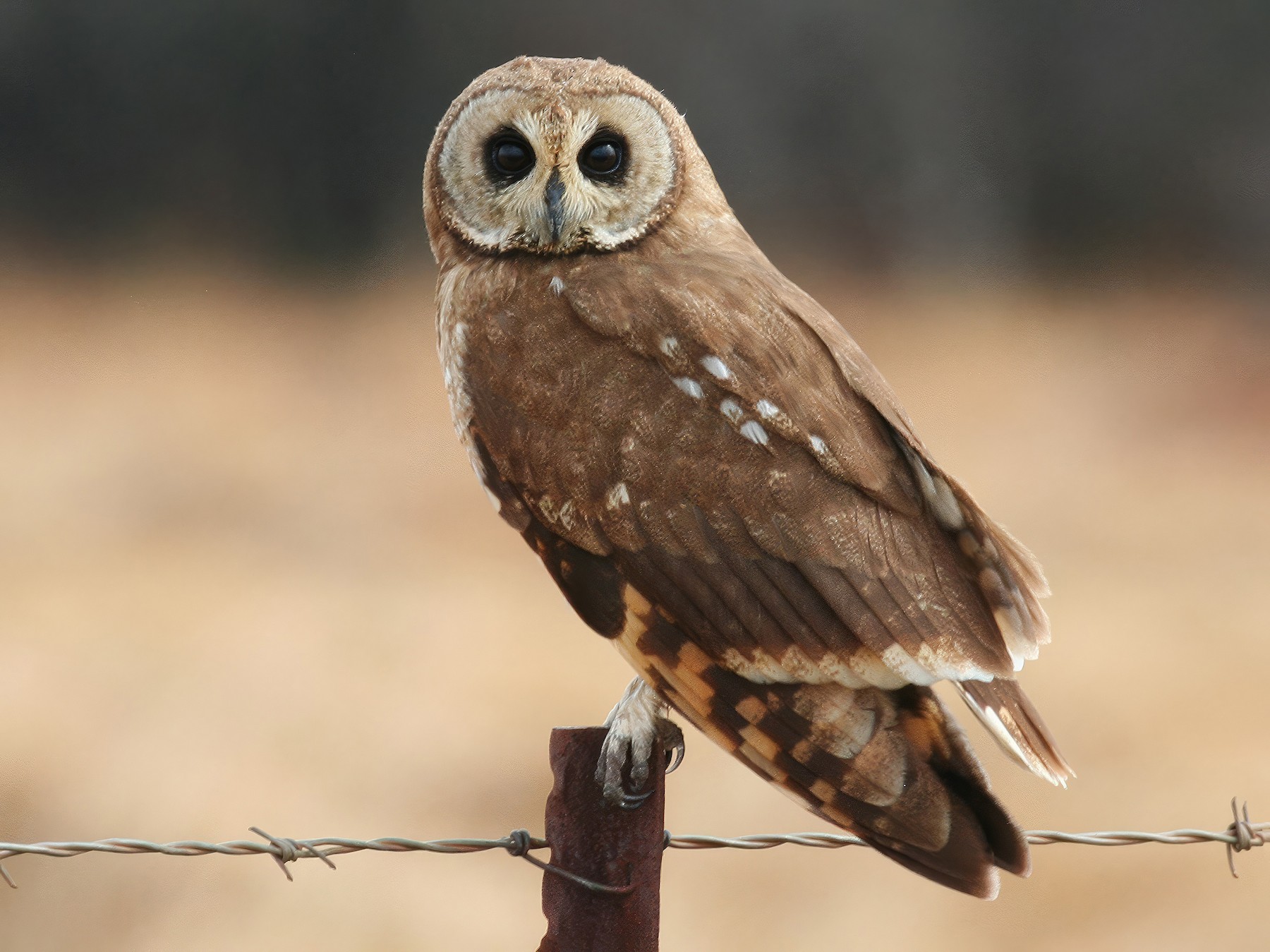 Marsh Owl - eBird