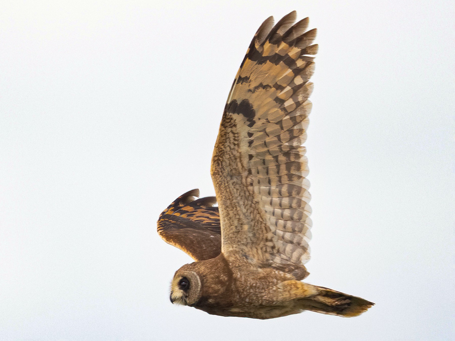 Coruja-moura - eBird