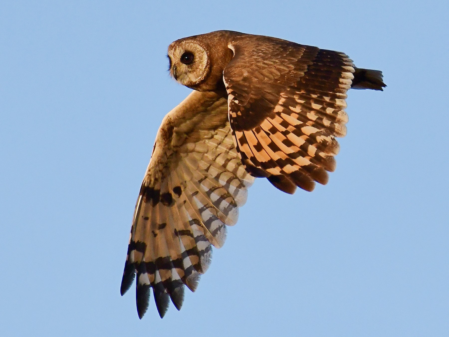 Marsh Owl - eBird
