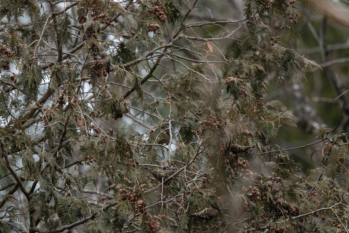 Pennsylvania Bird Atlas Checklist - 30 Jan 2024 - Yellow Creek SP--Camp Seph Mack/McFeaters Cove ...
