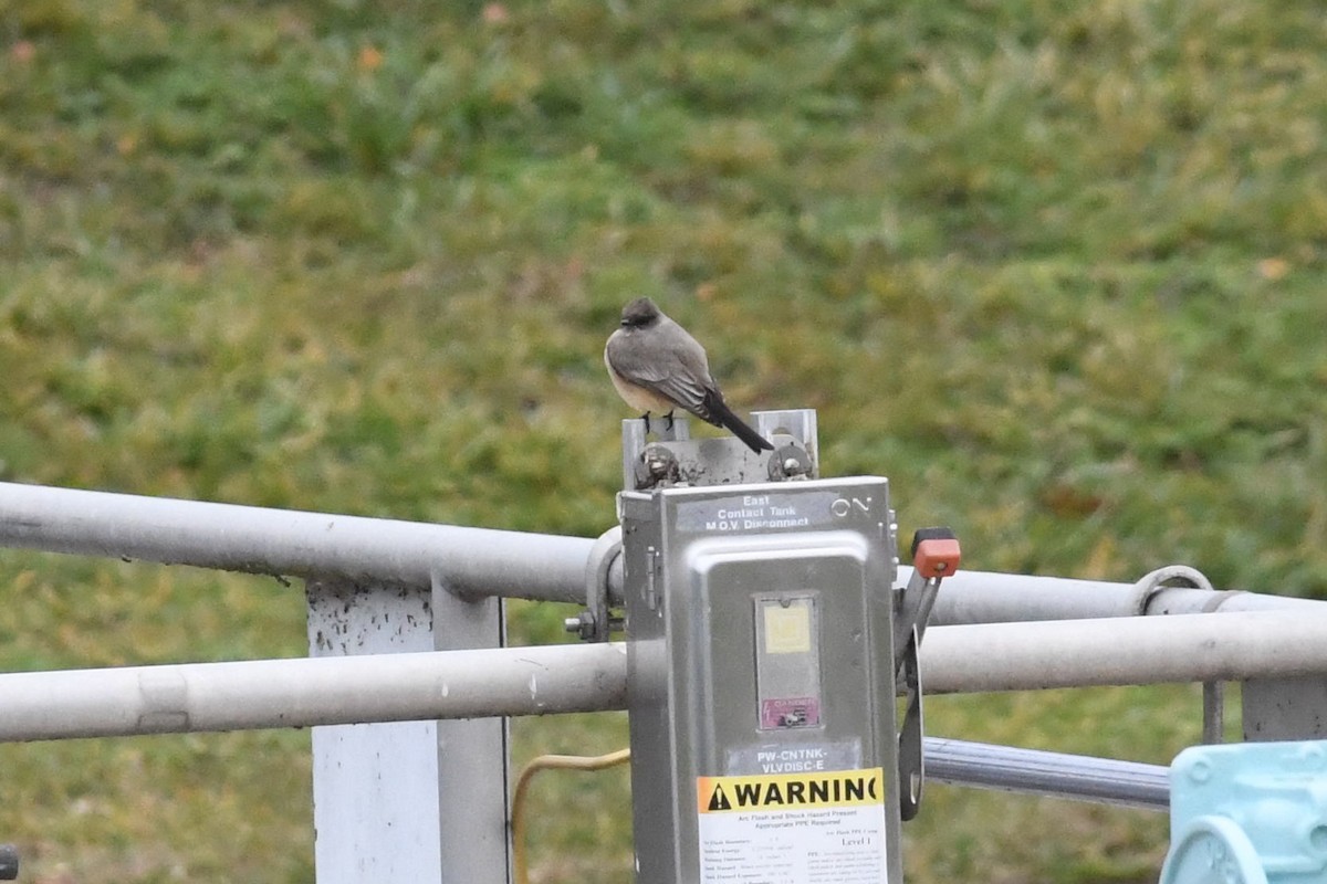 Pennsylvania Bird Atlas Checklist - 30 Jan 2024 - Susquehanna WTP--Washington Boro (restricted ...