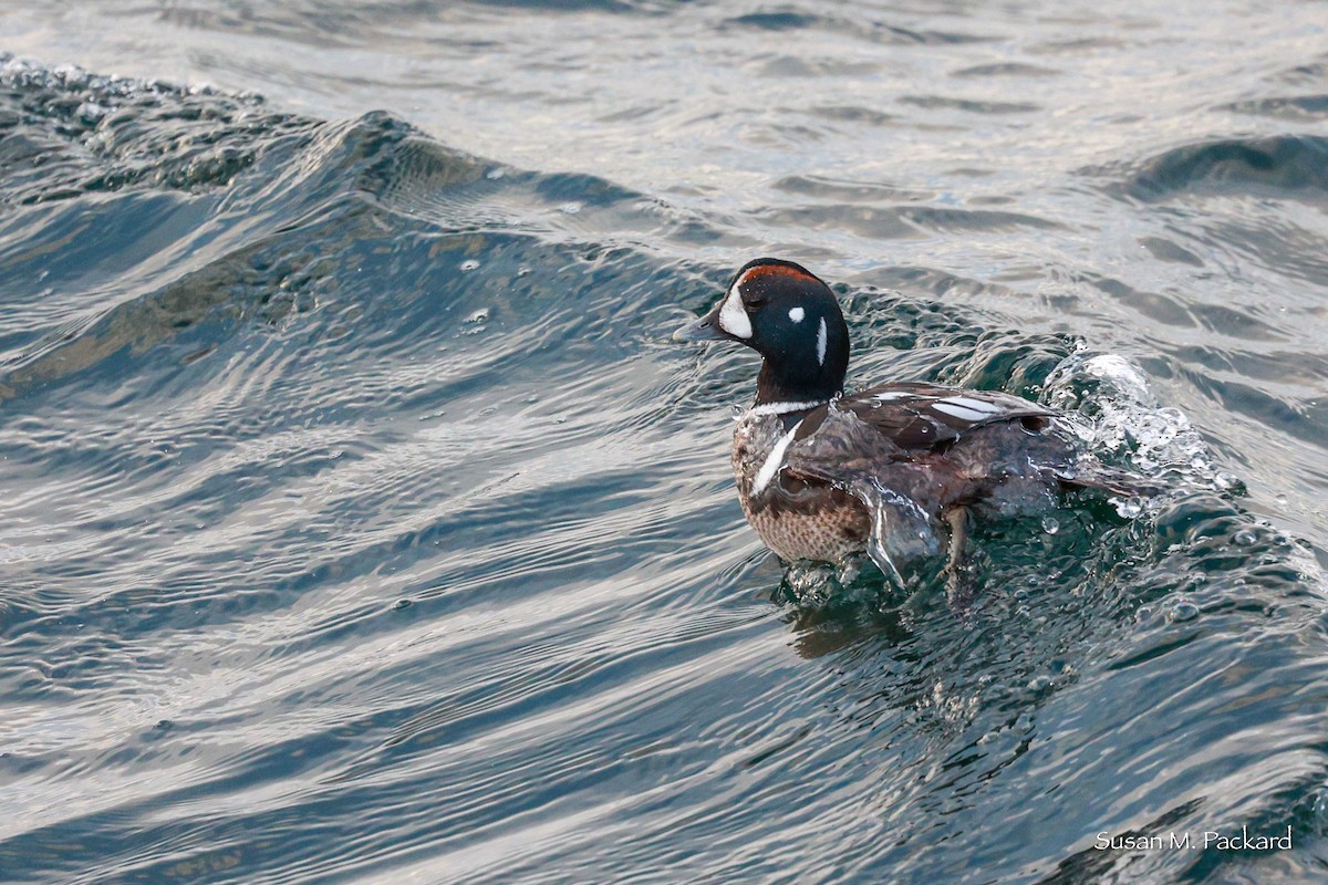eBird Checklist - 30 Jan 2024 - MacMillan Wharf - 16 species