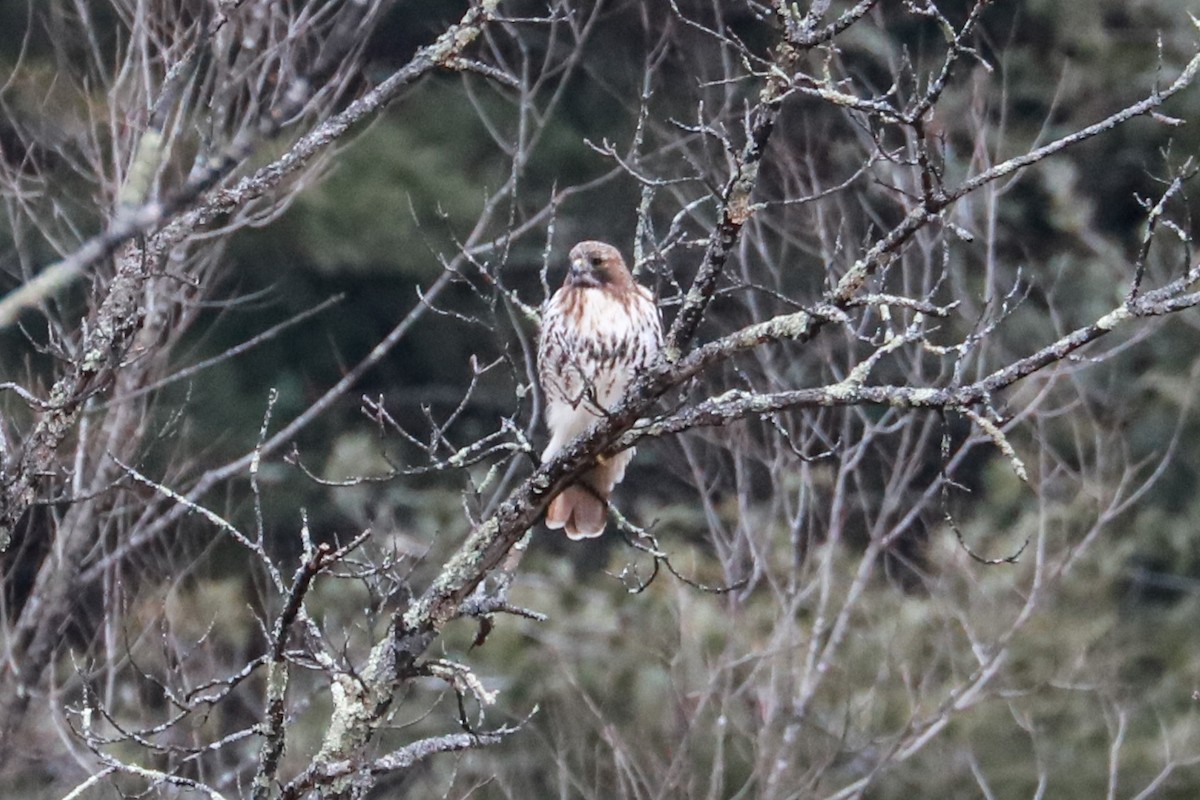 Pennsylvania Bird Atlas Checklist - 30 Jan 2024 - 323 Jackson Hill Rd, Aaronsburg US-PA 40.92057 ...