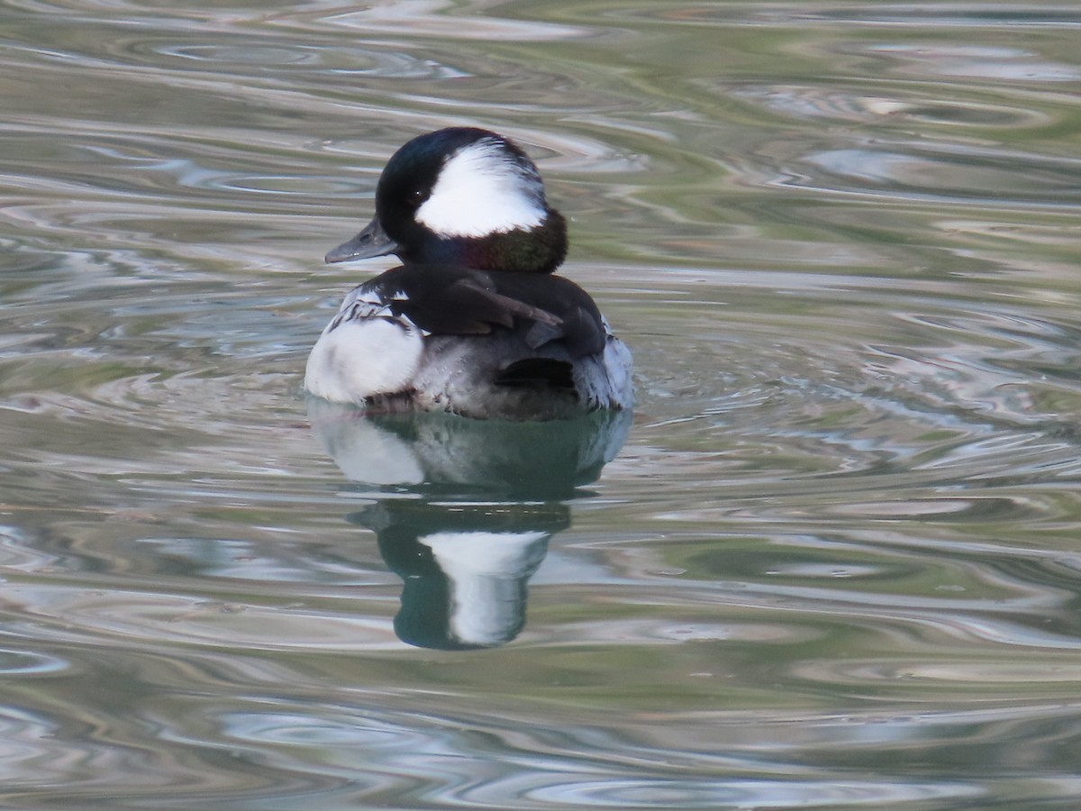 eBird Checklist - 30 Jan 2024 - Caughlin Ranch--Lower Alum Creek ...