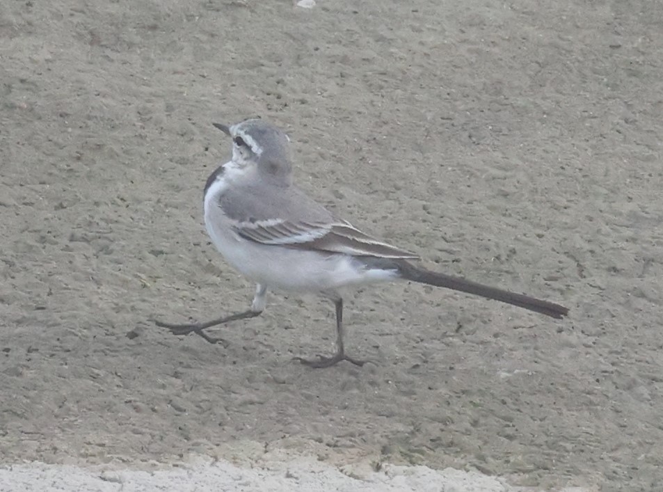 eBird Checklist - 30 Jan 2024 - Santa Ana River--Adams Ave. to Gisler ...