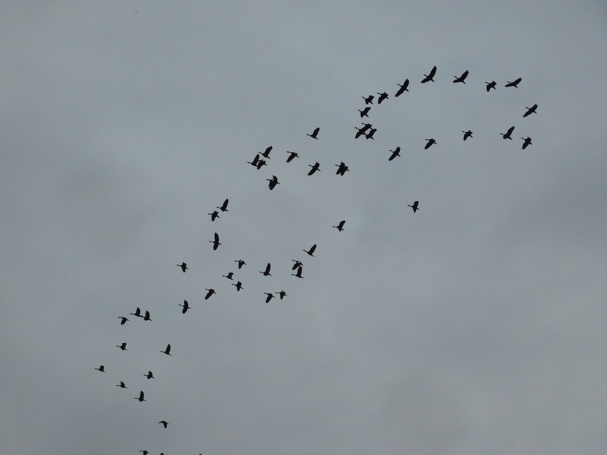 eBird Checklist - 30 Jan 2024 - Lagunas de Oxidación de El Progreso ...