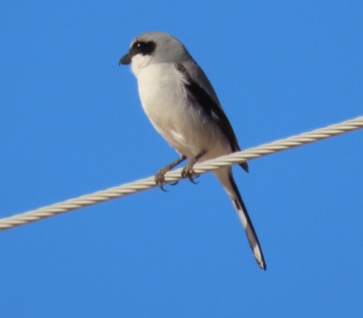 eBird Checklist - 9 Jan 2024 - South Brady Pump Road, Eloy, Arizona ...