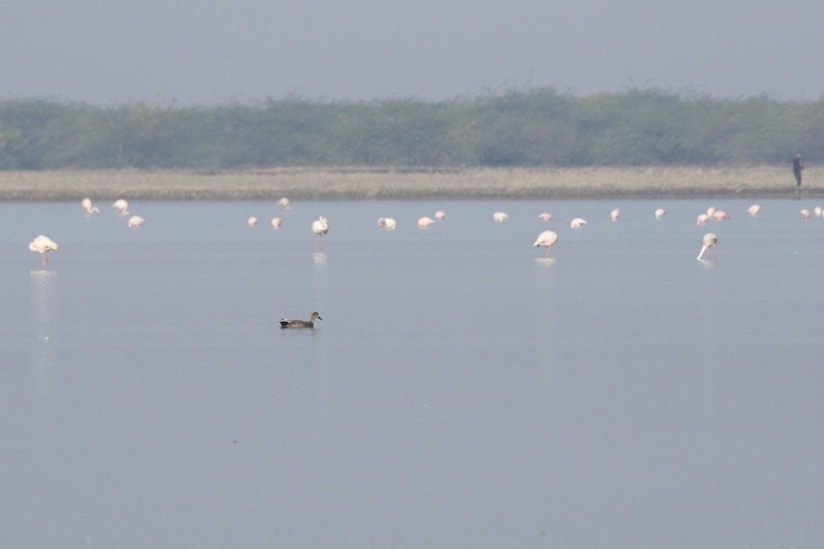 eBird India Checklist - 27 Jan 2024 - Little Rann of Kachchh--Bajana ...