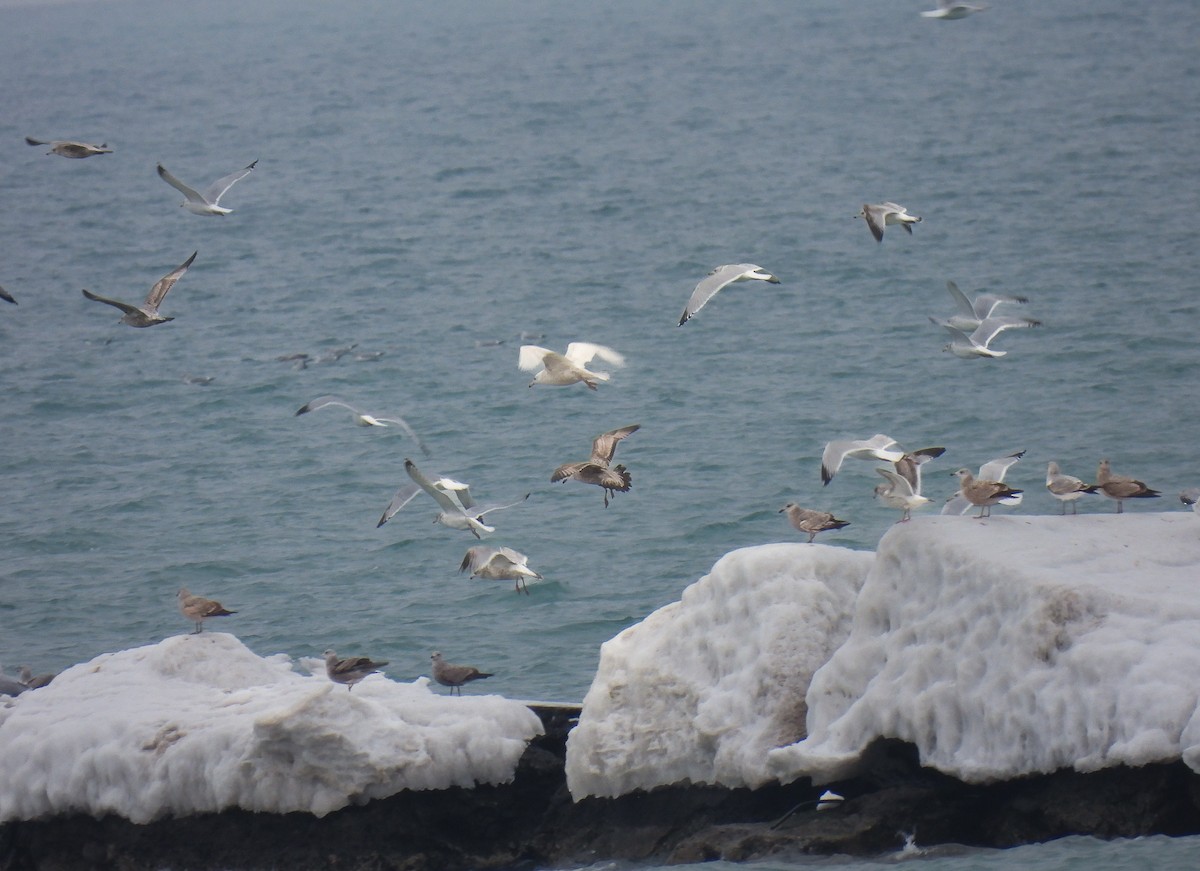 eBird Checklist - 31 Jan 2024 - Kincardine Harbour and adjacent Lake ...