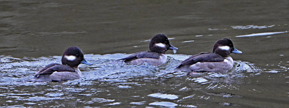 Pennsylvania Bird Atlas Checklist - 30 Jan 2024 - Parryville Dam - 3 species (+1 other taxa)