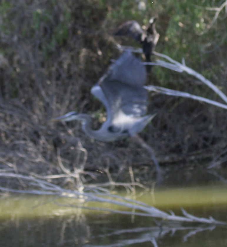 eBird Checklist - 23 Apr 2016 - Riparian Preserve at Gilbert Water ...