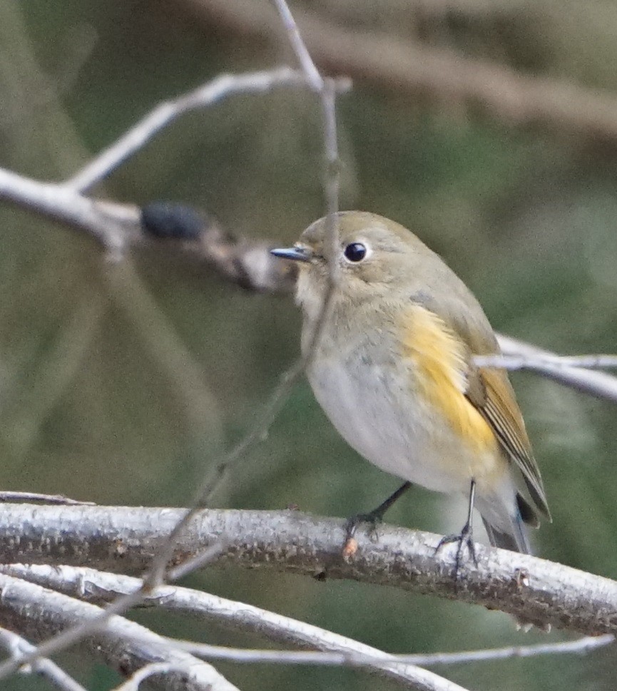 Pennsylvania Bird Atlas Checklist - 31 Jan 2024 - stakeout Red-flanked Bluetail, Manchester ...