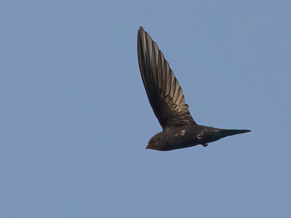 Bates's Swift - Apus batesi - Birds of the World
