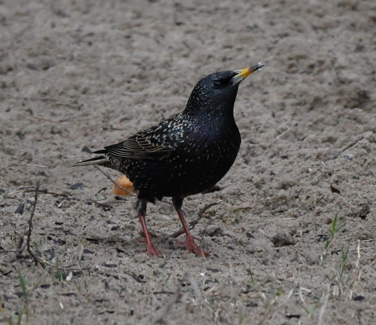 eBird Checklist - 31 Jan 2024 - Home, Kitty Hawk Bay Dr., Colington ...