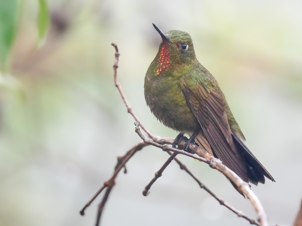 Fire-throated Metaltail - Metallura eupogon - Birds of the World
