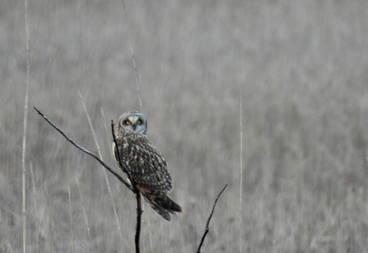 eBird Checklist - 31 Jan 2024 - Edwin B. Forsythe NWR--Wildlife Drive ...