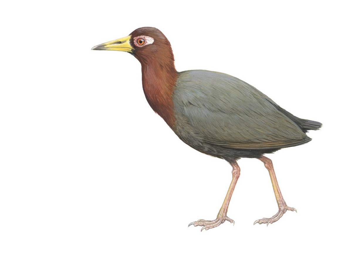 Talaud Rail - Gymnocrex talaudensis - Birds of the World