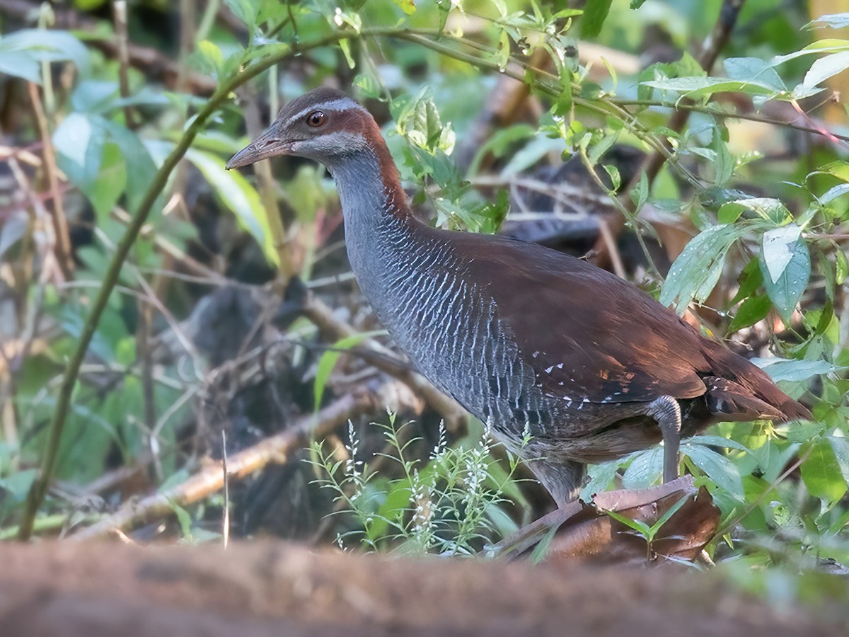 Roviana Rail - Gallirallus rovianae - Birds of the World