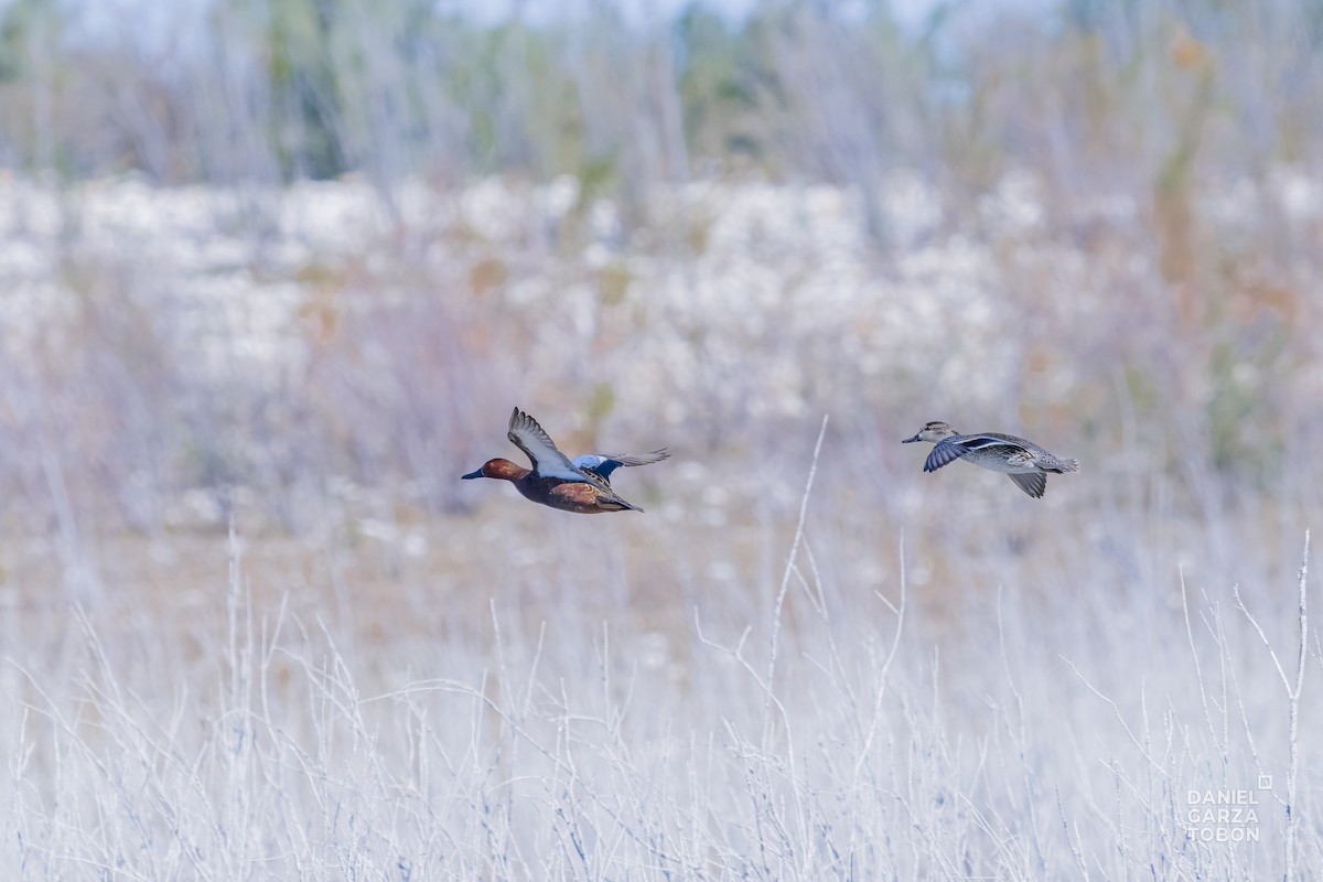 eBird Checklist - 27 Jan 2024 - Presa Venustiano Carranza (Don Martín ...