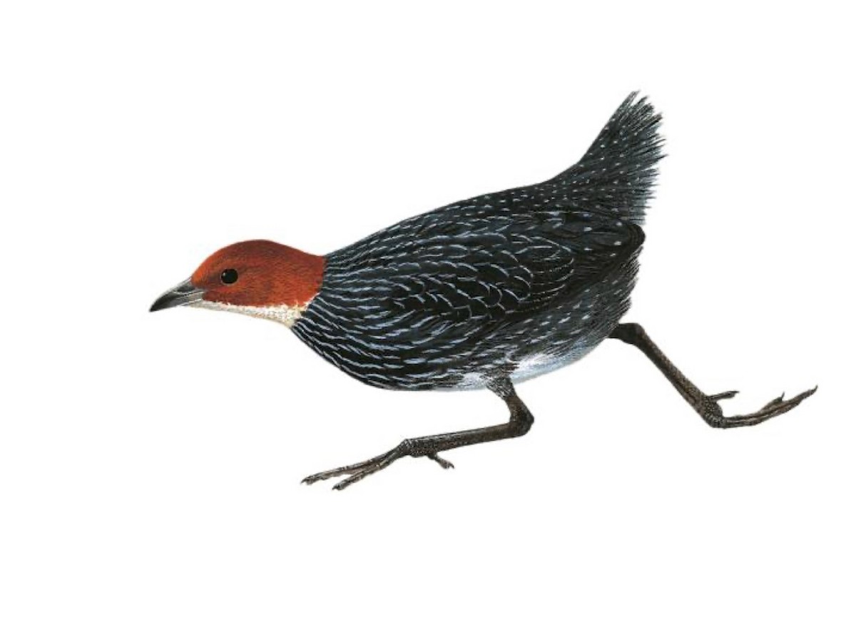 Chestnut-headed Flufftail - Sarothrura lugens - Birds of the World