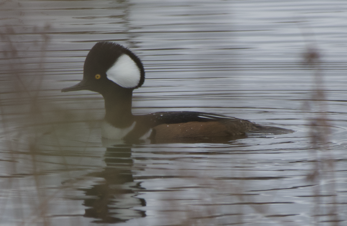 eBird Checklist - 31 Jan 2024 - North Point SP--Black Marsh - 39 species