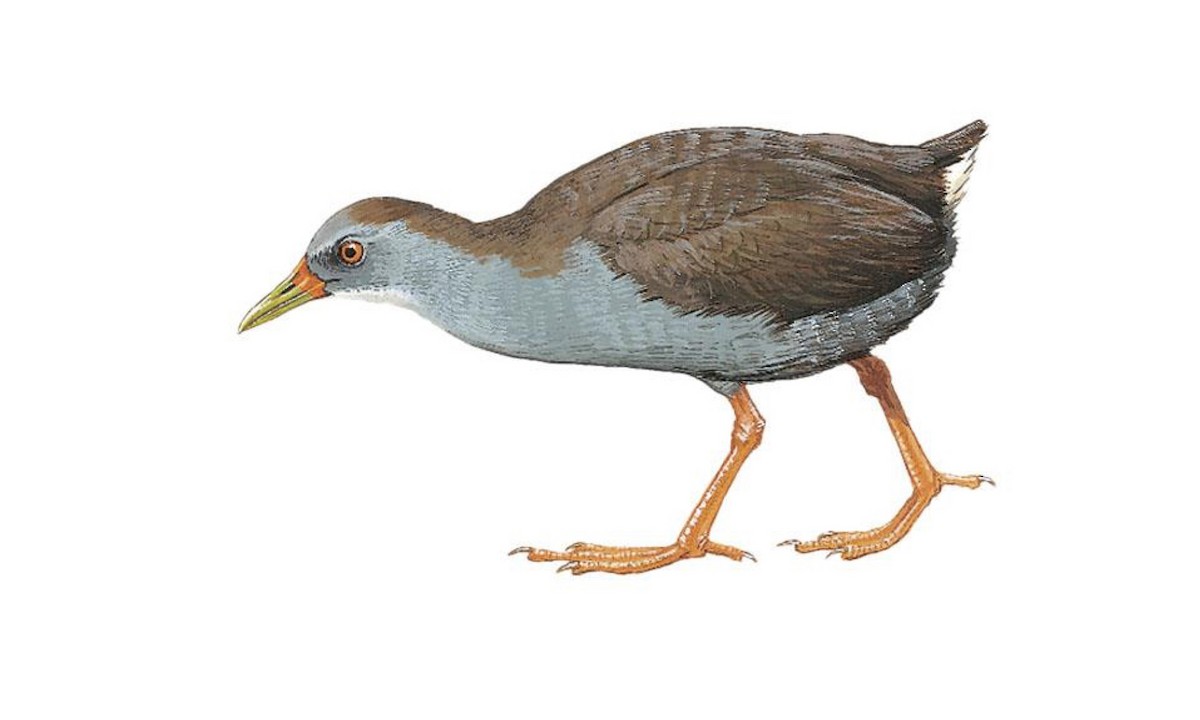 Zapata Rail - Mustelirallus cerverai - Birds of the World