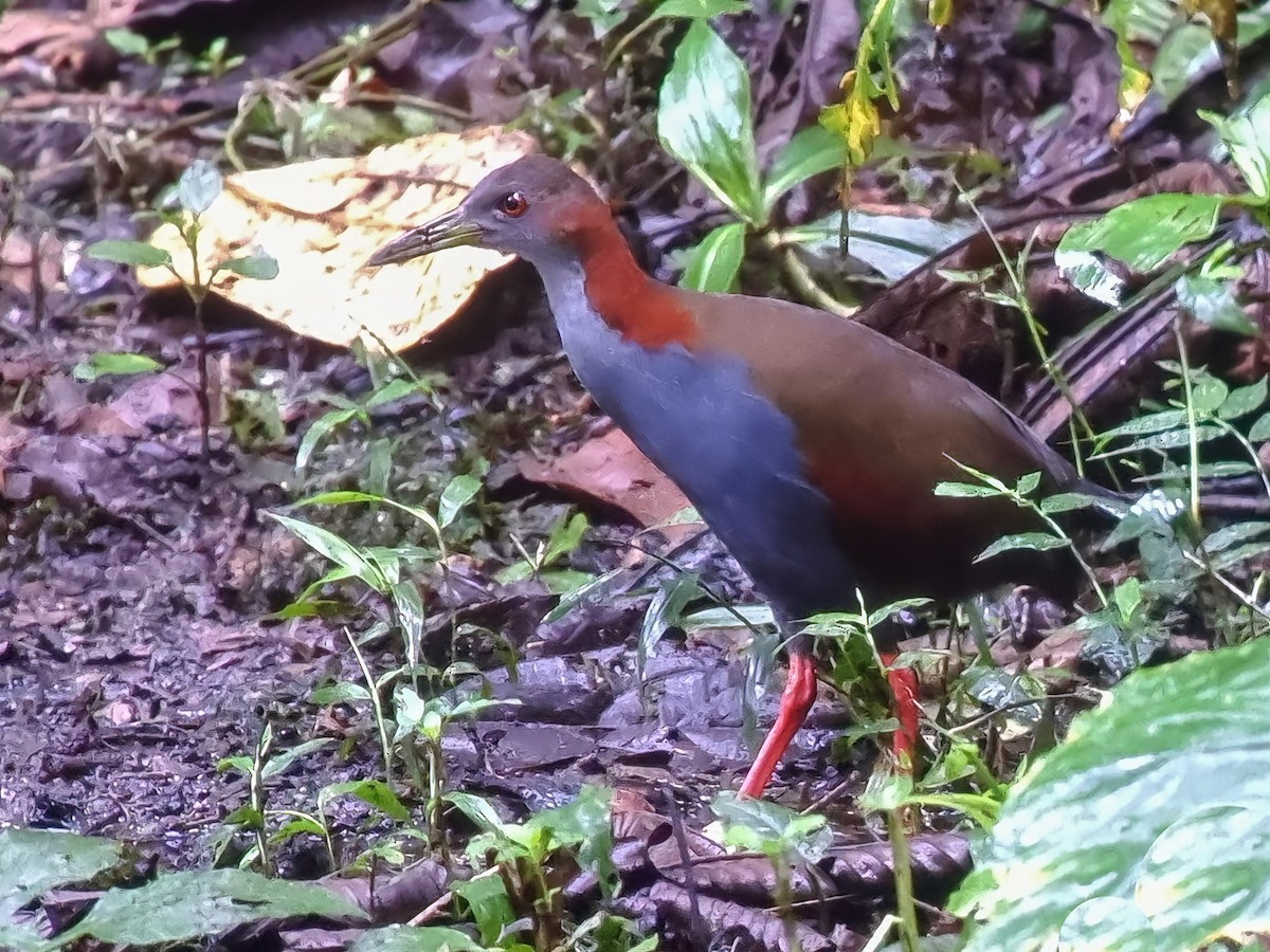 Red-winged Wood-Rail - Aramides calopterus - Birds of the World
