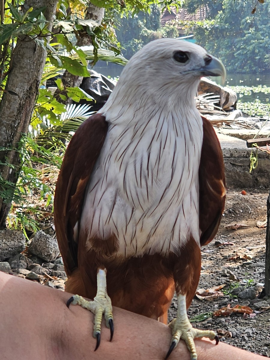 eBird Checklist - 31 Jan 2024 - Bella Homestay Kerala - 4 species