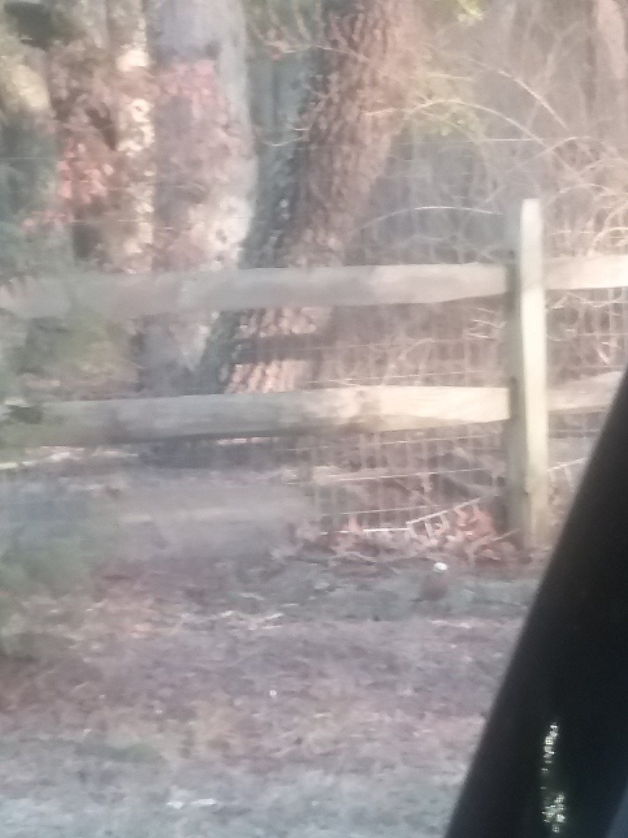 eBird Checklist - 1 Feb 2024 - 211 Head of River Road, Corbin City, New ...