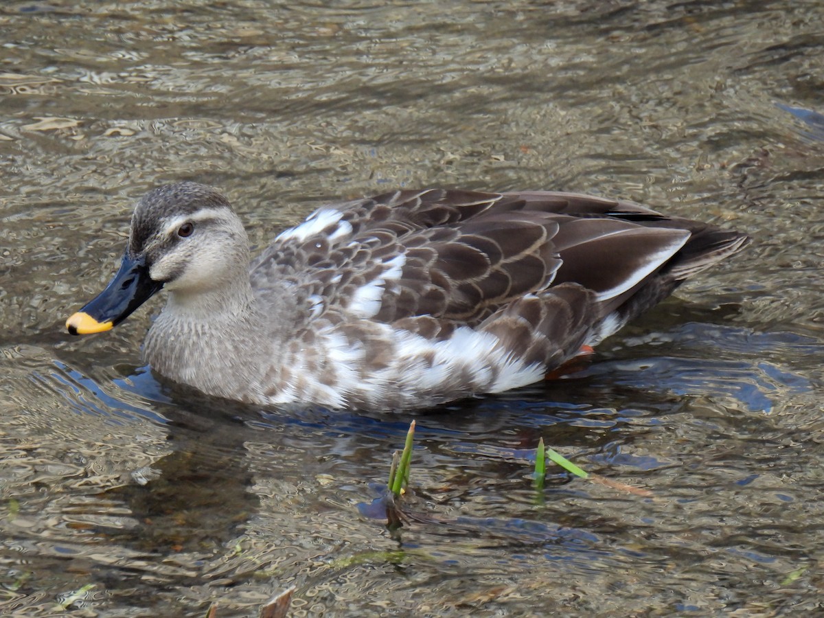 eBird Checklist - 1 Feb 2024 - 世田谷区--仙川--緑橋と仙川祖師谷橋の間 (Setagaya Ward ...