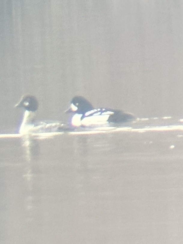 Pennsylvania Bird Atlas Checklist - 1 Feb 2024 - Nockamixon SP--Fishing Pier - 15 species