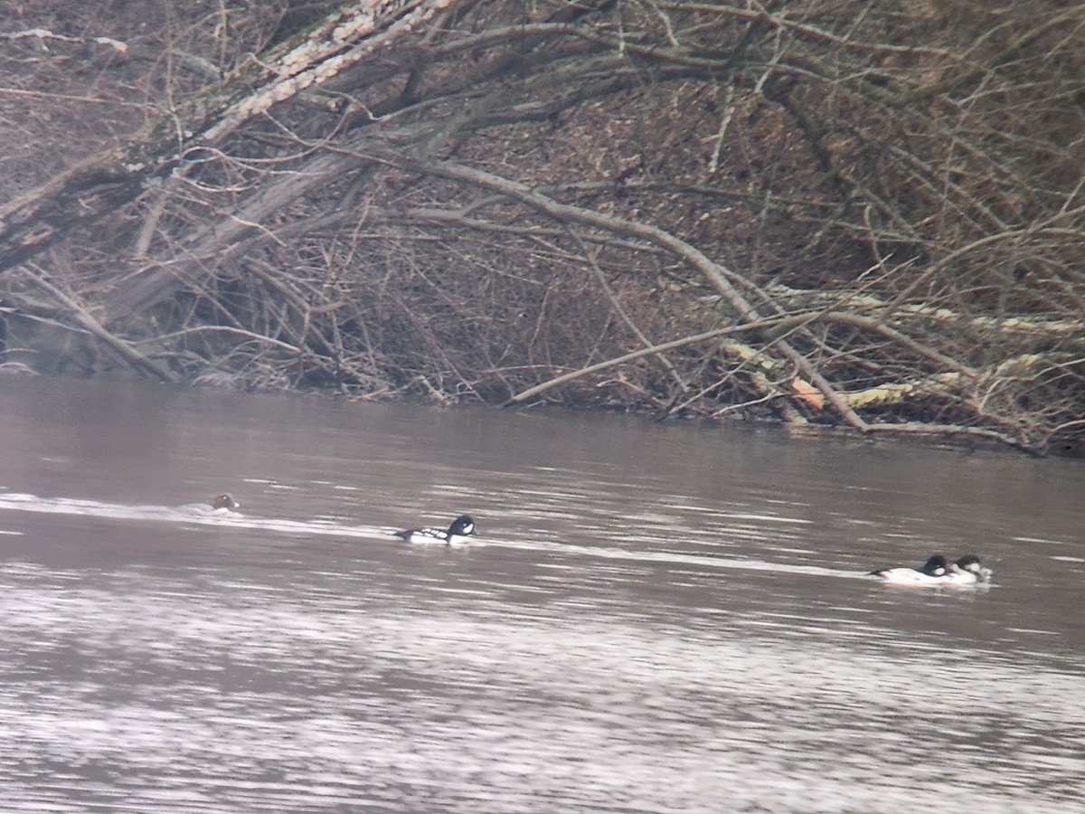 Pennsylvania Bird Atlas Checklist - 1 Feb 2024 - Nockamixon SP--Fishing Pier - 8 species