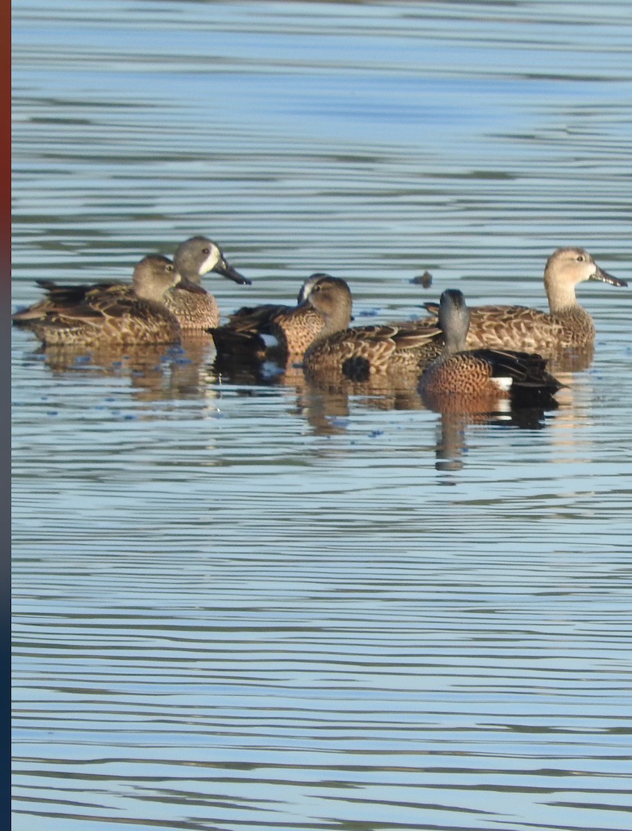 eBird Checklist - 1 Feb 2024 - Donnelley WMA (partial fall and winter ...