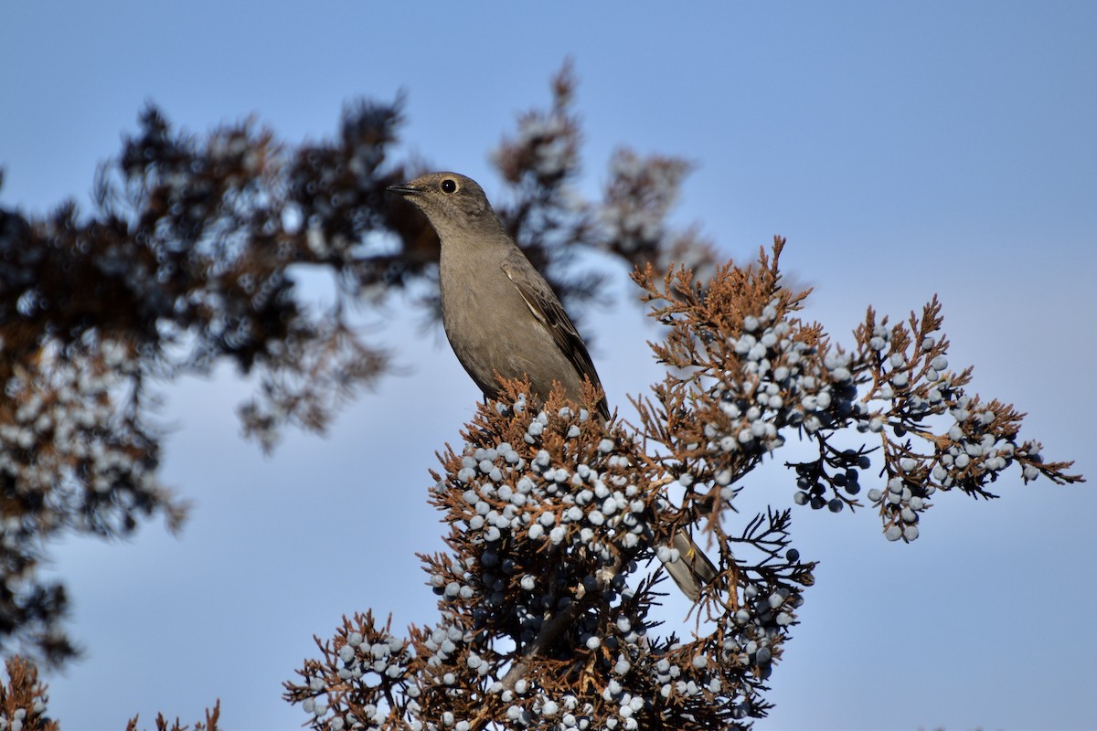 eBird Checklist - 1 Feb 2024 - Simon's Ravine, Kaposia Park, Thompson ...