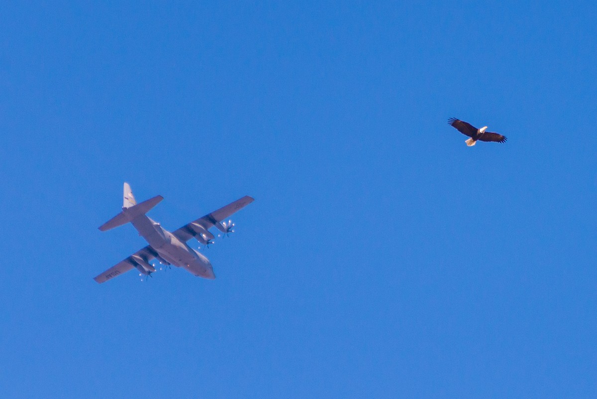 eBird Checklist - 1 Feb 2024 - Kaposia Landing - 7 species