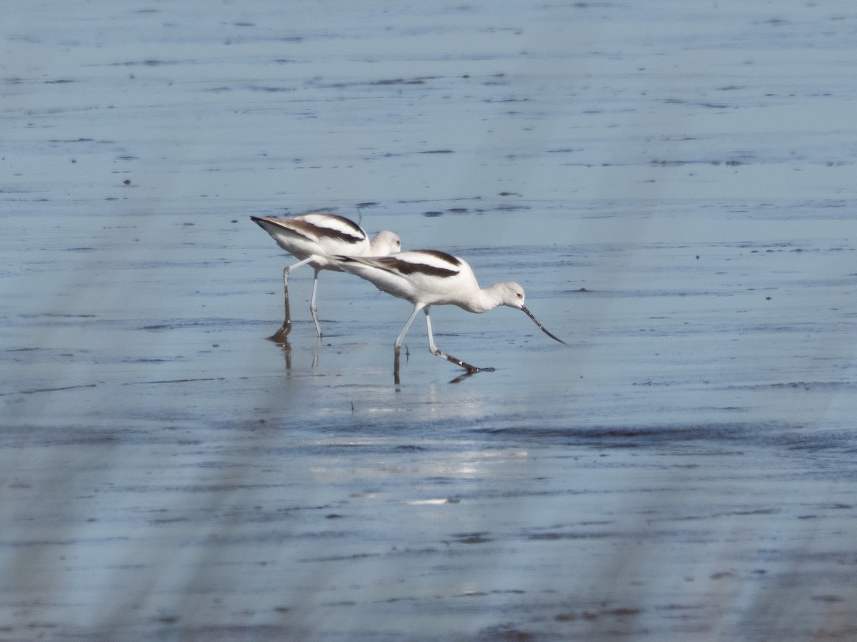 eBird Checklist - 1 Feb 2024 - Lower Suwannee NWR--Shell Mound - 38 ...