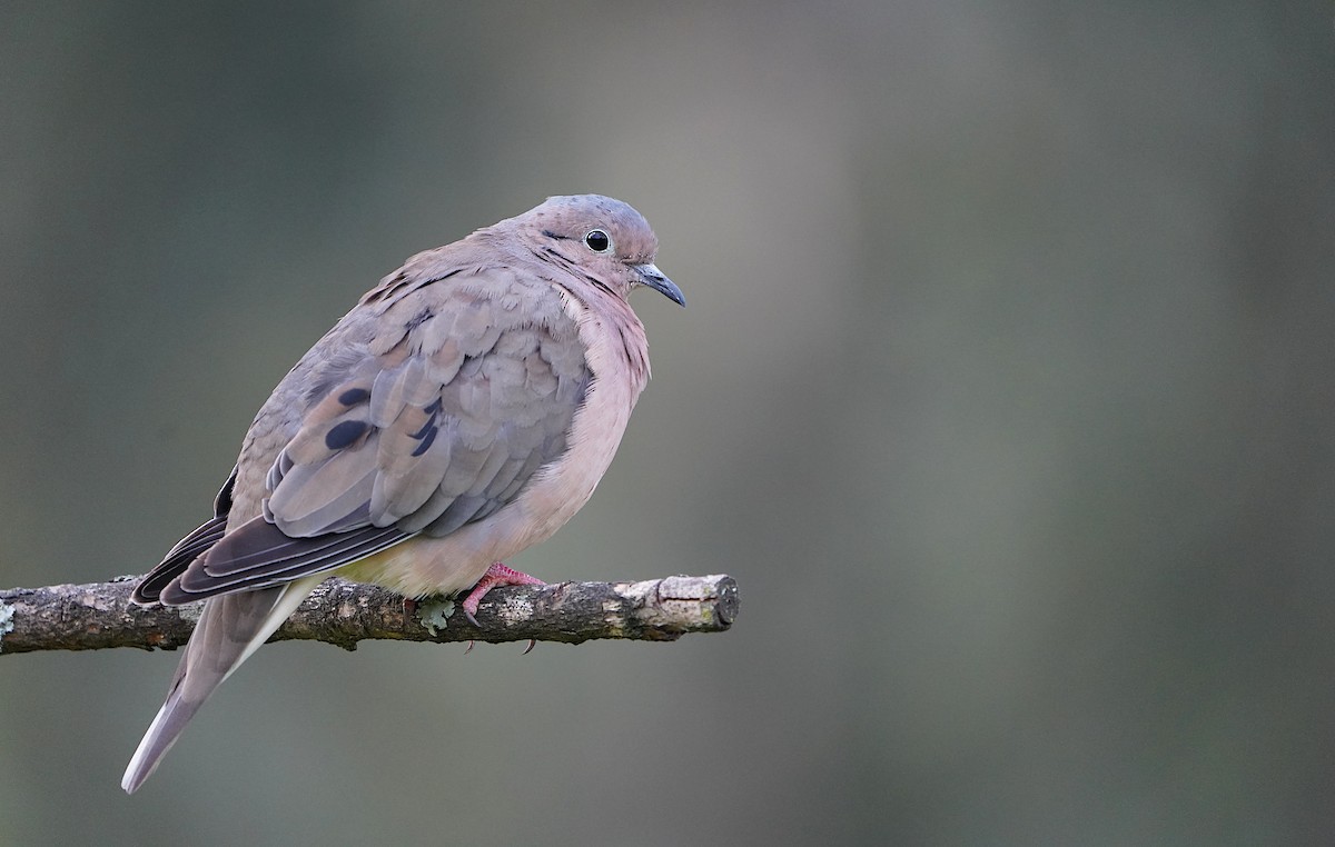 Identification Birds Of Spain Images