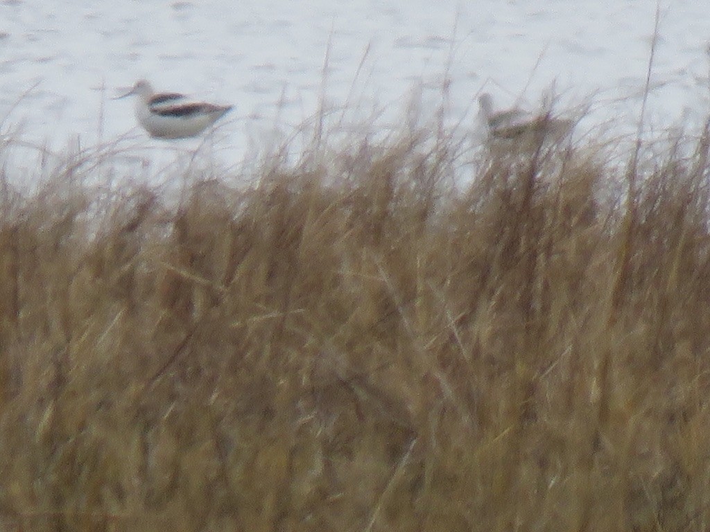 eBird Checklist - 30 Jan 2024 - **CHINCOTEAGUE NWR - 53 species