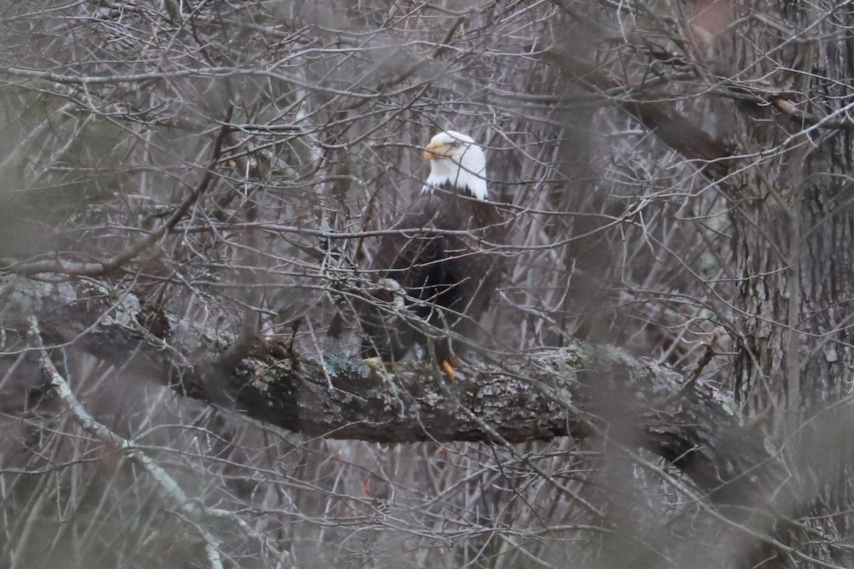 Pennsylvania Bird Atlas Checklist - 1 Feb 2024 - Poe Valley State Park, Spring Mills US-PA 40. ...