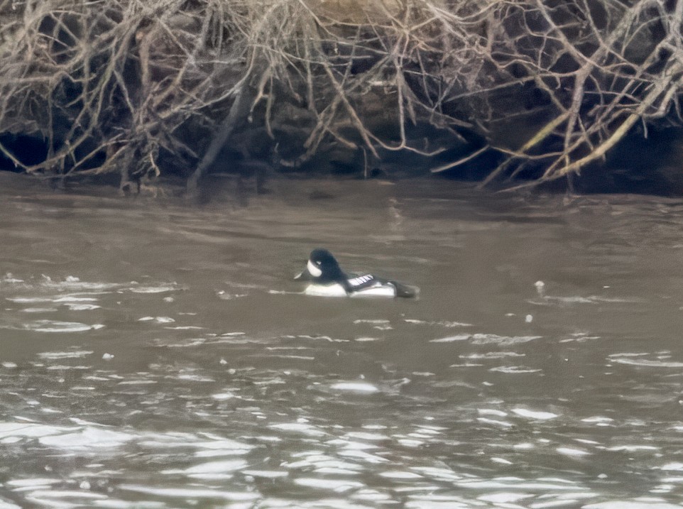 Pennsylvania Bird Atlas Checklist - 1 Feb 2024 - Nockamixon SP--Fishing Pier - 6 species