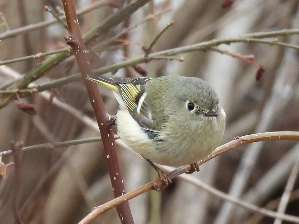 eBird Checklist - 1 Feb 2024 - Newburgh Waterfront Trail - 14 species