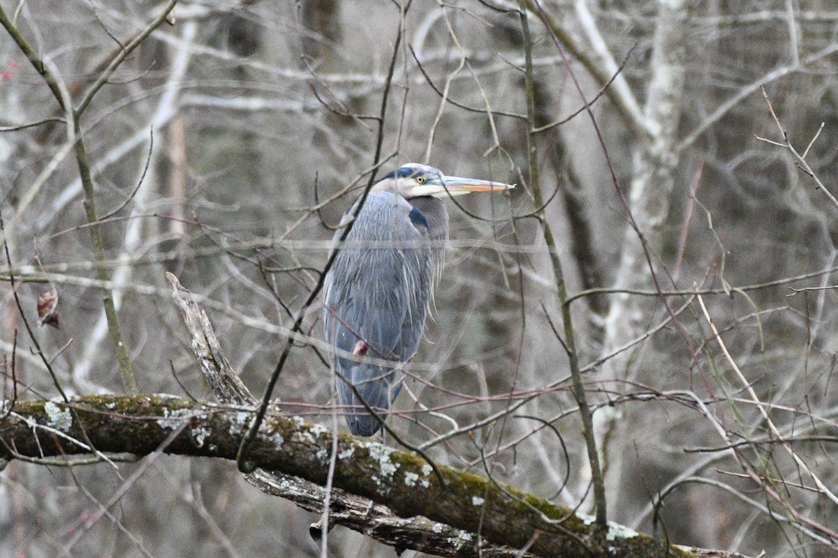 Pennsylvania Bird Atlas Checklist - 31 Jan 2024 - The Mill at Anselma - 25 species