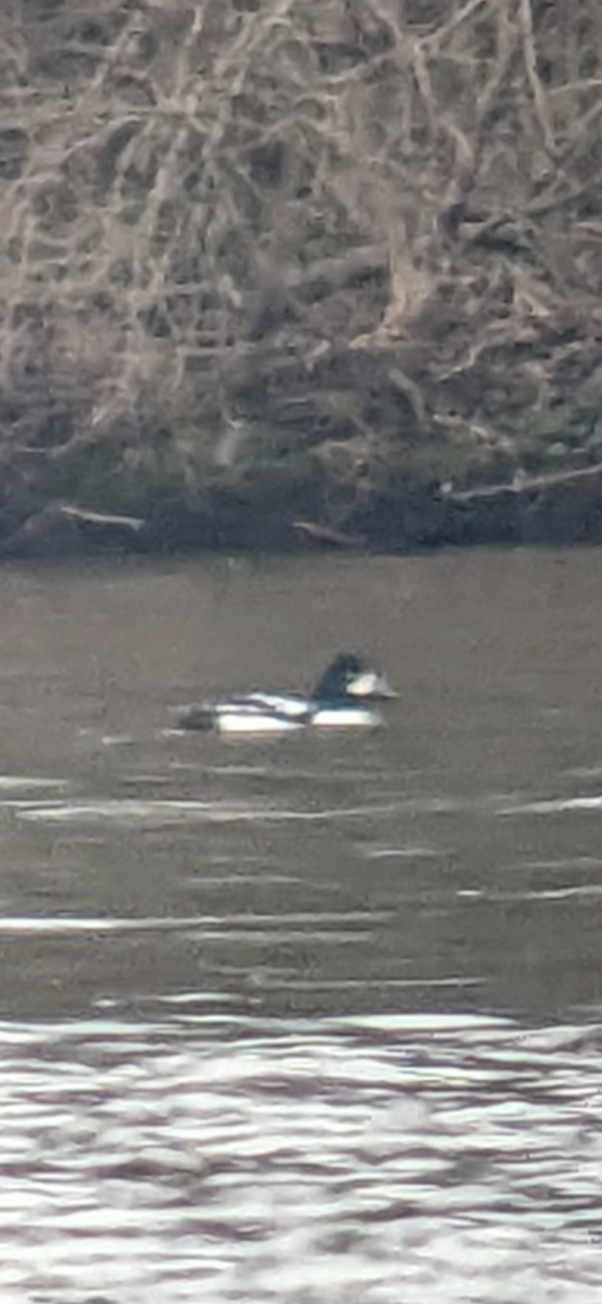 Pennsylvania Bird Atlas Checklist - 1 Feb 2024 - Nockamixon SP--Fishing Pier - 11 species