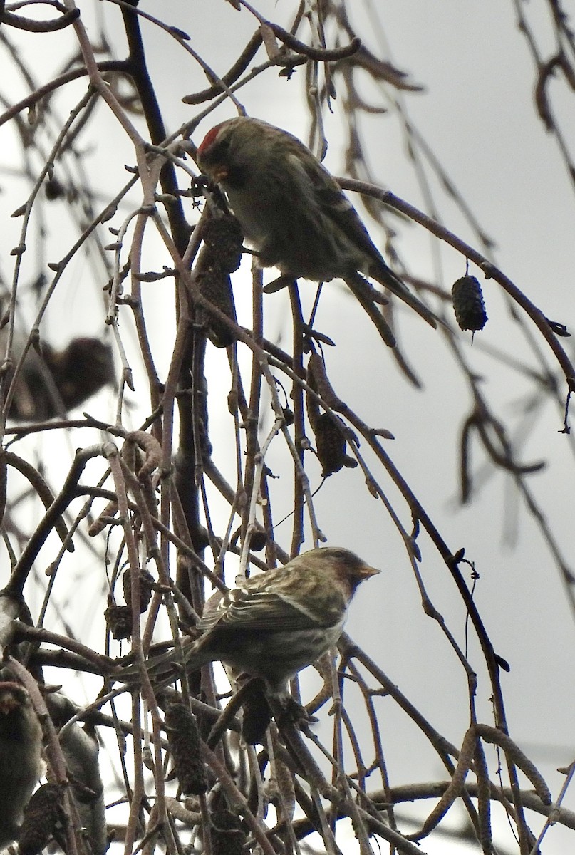 eBird Checklist - 1 Feb 2024 - Burnaby Lake--Avalon entrance - 22 species