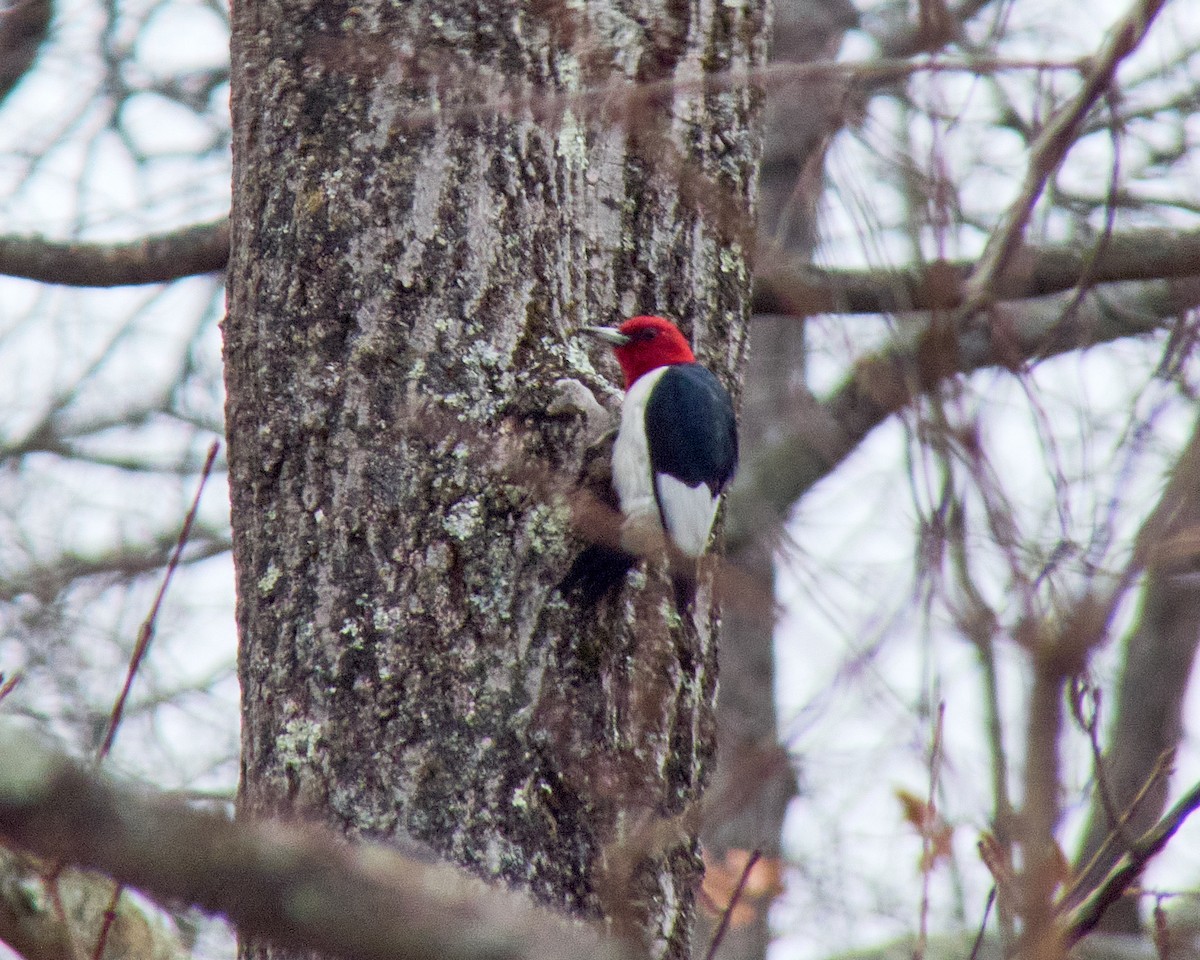 Pennsylvania Bird Atlas Checklist - 1 Feb 2024 - Nockamixon SP--Marina ...